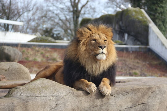 Leones Animales Hd