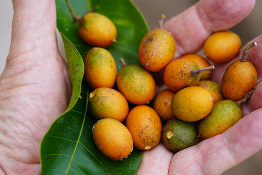 Pitomba Images – Browse 118 Stock Photos, Vectors, and Video | Adobe Stock