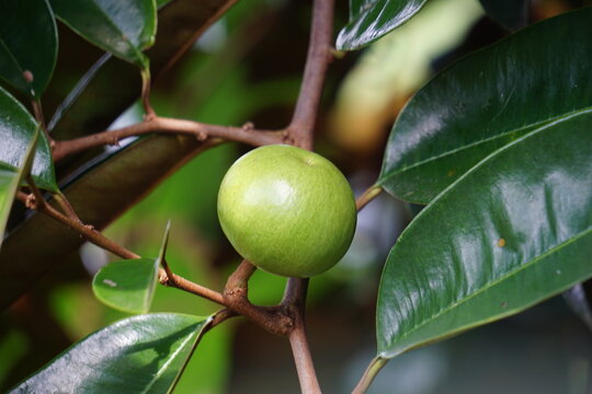 Caimito Fruit Tree