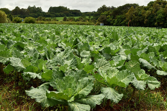 "Cabbage Patch" Images – Browse 326 Stock Photos, Vectors, and Video ...