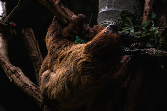 รูปภาพUnau – เลือกดูภาพถ่ายสต็อก เวกเตอร์ และวิดีโอ1,272 | Adobe Stock