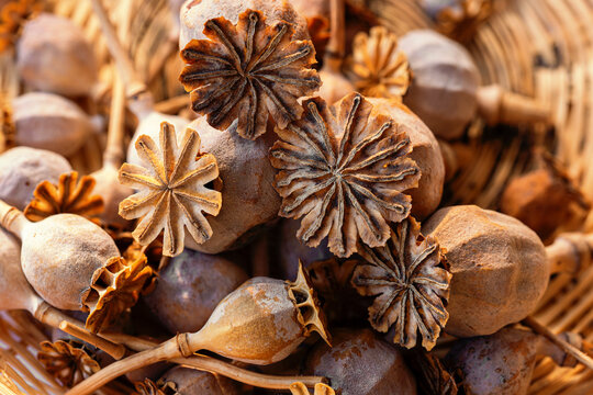 "Poppy Head" Bilder – Durchsuchen 1,825 Archivfotos, Vektorgrafiken und ...