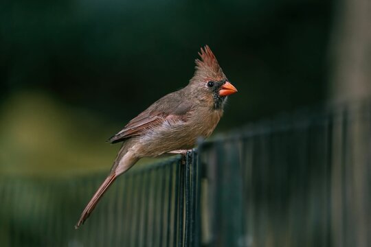 "Desert Cardinal" Images – Browse 223 Stock Photos, Vectors, and Video ...
