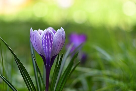 รูปภาพBotanika – เลือกดูภาพถ่ายสต็อก เวกเตอร์ และวิดีโอ9,210 | Adobe Stock