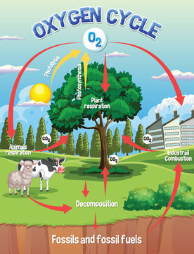 Oxygen Cycle Steps