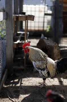 Cacareando Images – Browse 37 Stock Photos, Vectors, and Video | Adobe ...