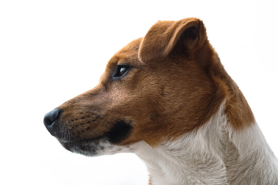 Canoodle Images – Browse 835 Stock Photos, Vectors, and Video | Adobe Stock