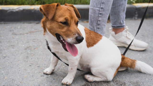 Canoodle Images – Browse 836 Stock Photos, Vectors, and Video | Adobe Stock