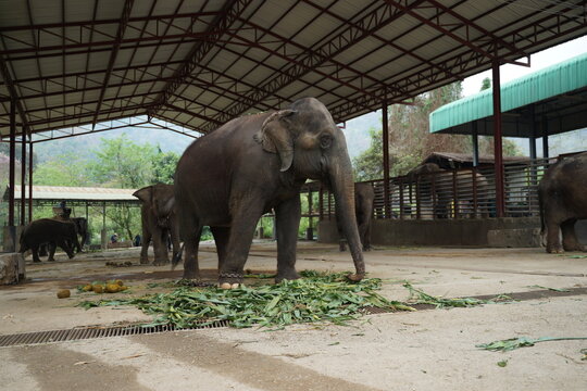 Pachyderms bilder – Bläddra bland 67,873 stockfoton, vektorer och ...