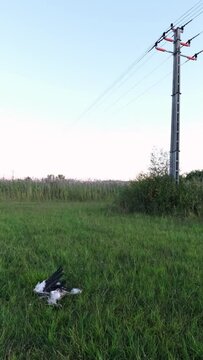 Electrocute Video Footage – Browse 2,689 HD Stock Video and Footage ...