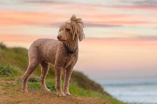 Wavy Haired Dog Breeds