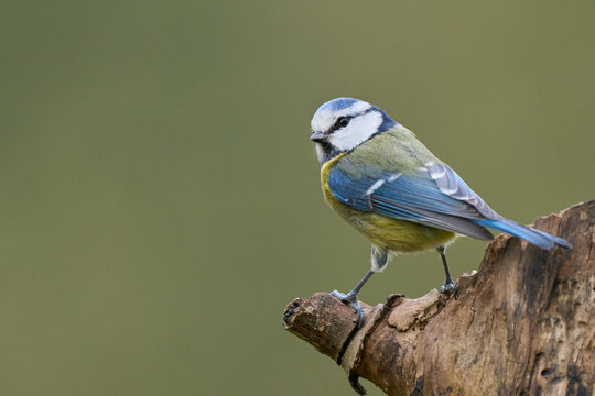 Blaumeise Images – Browse 8,221 Stock Photos, Vectors, and Video ...