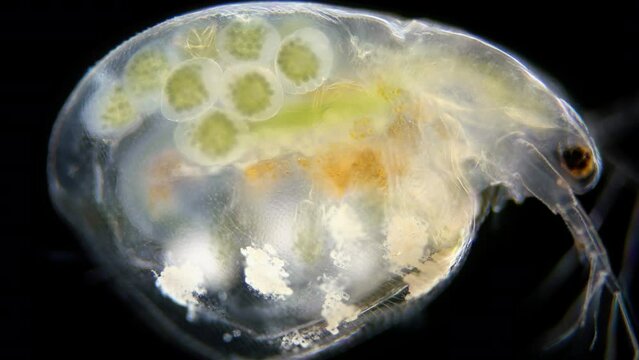 Branchiopoda Daphnia