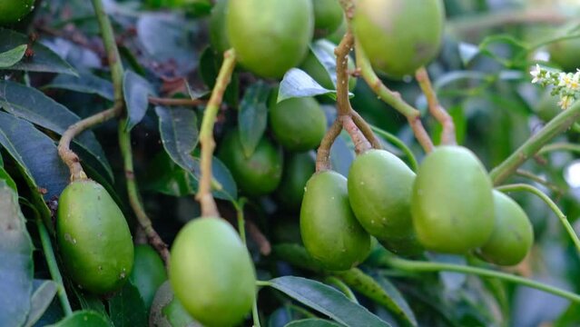 "Spondias Dulcis" Images – Browse 1,063 Stock Photos, Vectors, and ...