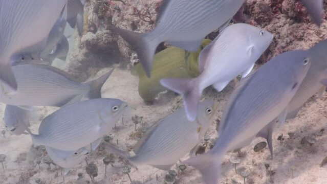 "Sea Chubs"-Bilder: Stock-Fotos & -Videos. | Adobe Stock