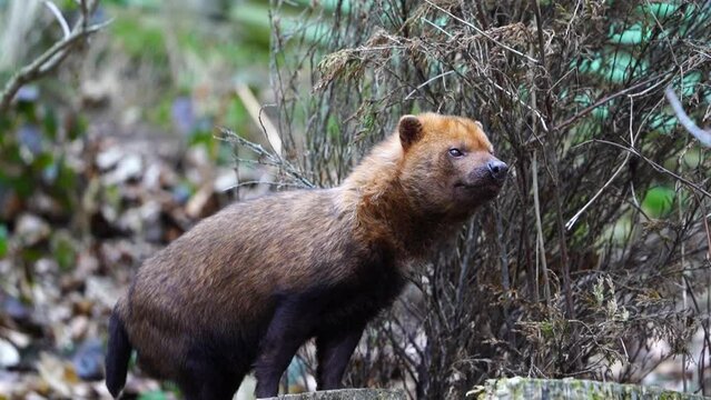 "Bush Dog" Images – Browse 824 Stock Photos, Vectors, and Video | Adobe ...