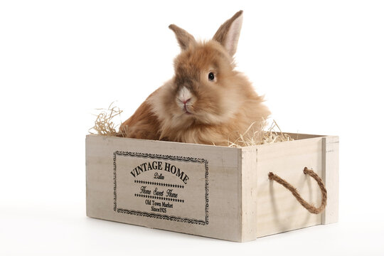 Rabbit Box Images – Browse 28,459 Stock Photos, Vectors, and Video ...