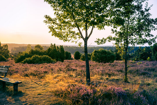 รูปภาพ"Heide – เลือกดูภาพถ่ายสต็อก เวกเตอร์ และวิดีโอ43,433 | Adobe Stock