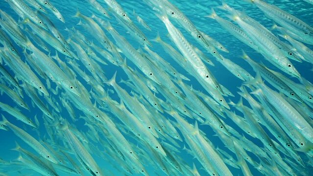 Yellow Tail Barracuda