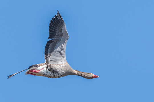 Fluggans Bilder – Durchsuchen 145,837 Archivfotos, Vektorgrafiken und ...