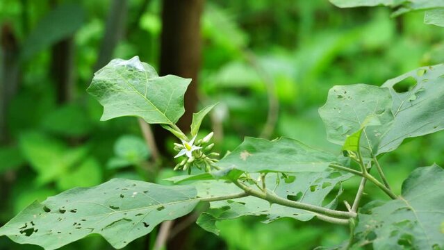 Susumber Images – Browse 123 Stock Photos, Vectors, and Video | Adobe Stock