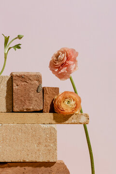 Rosenblatt Bilder – Durchsuchen 1,779,709 Archivfotos, Vektorgrafiken ...