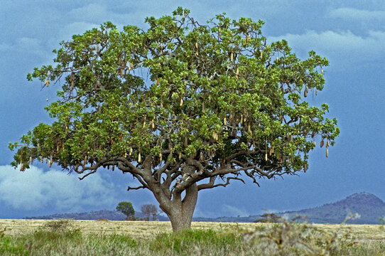 "Kigelia Africana" Images – Browse 651 Stock Photos, Vectors, and Video ...