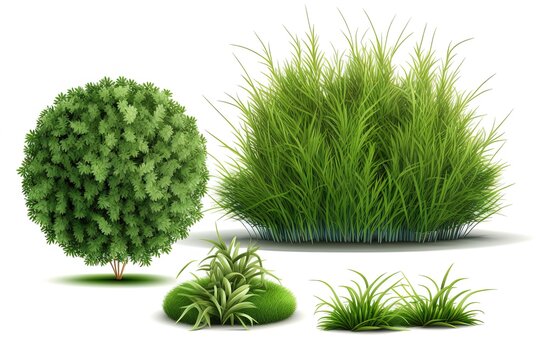 Shrubs White Background Images – Browse 524,770 Stock Photos, Vectors ...