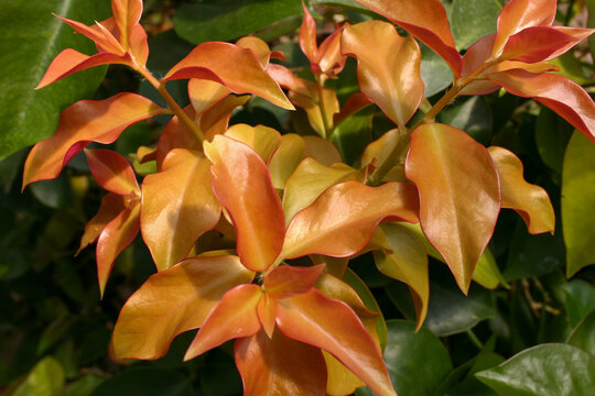 รูปภาพPereskia – เลือกดูภาพถ่ายสต็อก เวกเตอร์ และวิดีโอ337 | Adobe Stock