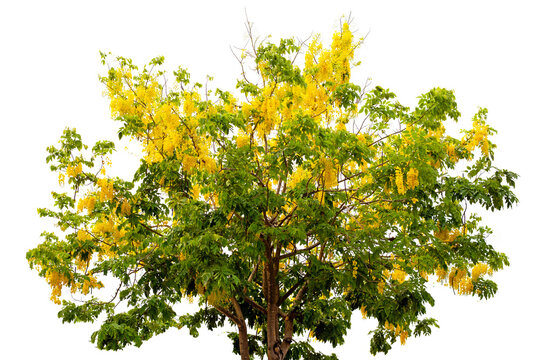 Kanikkonna Bilder – Durchsuchen 10,570 Archivfotos, Vektorgrafiken und ...