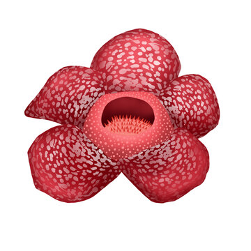 "Rafflesia Flower" Images – Browse 150 Stock Photos, Vectors, and Video ...