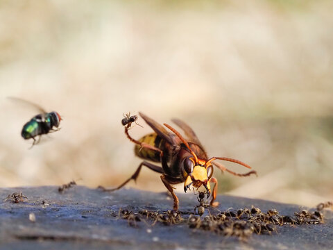 รูปภาพPhobie – เลือกดูภาพถ่ายสต็อก เวกเตอร์ และวิดีโอ5,965 | Adobe Stock