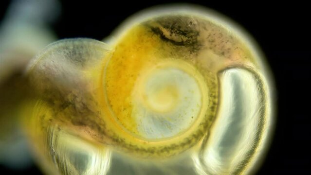 รูปภาพPulmonata – เลือกดูภาพถ่ายสต็อก เวกเตอร์ และวิดีโอ2,976 | Adobe Stock