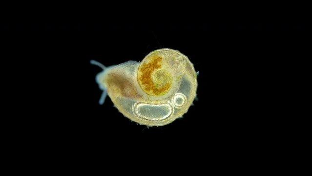 รูปภาพPulmonata – เลือกดูภาพถ่ายสต็อก เวกเตอร์ และวิดีโอ2,976 | Adobe Stock