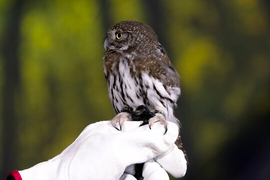 Pet Pygmy Owl