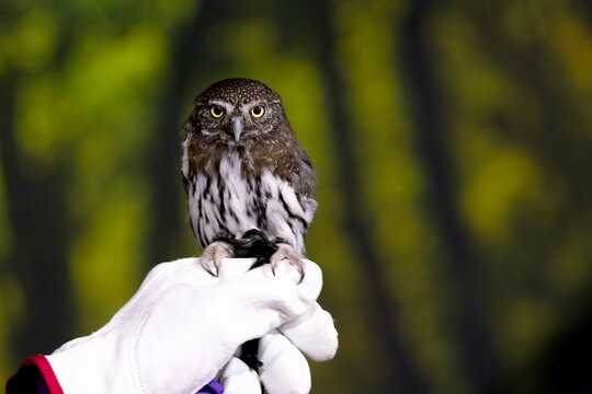 Pet Pygmy Owl