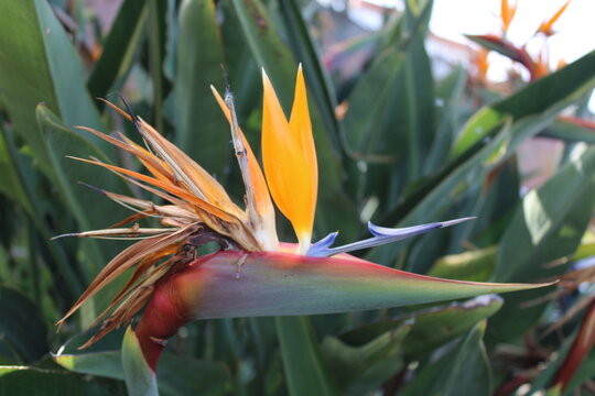 "Flora Canaria" Immagini - Sfoglia 47 foto, vettoriali e video Stock ...