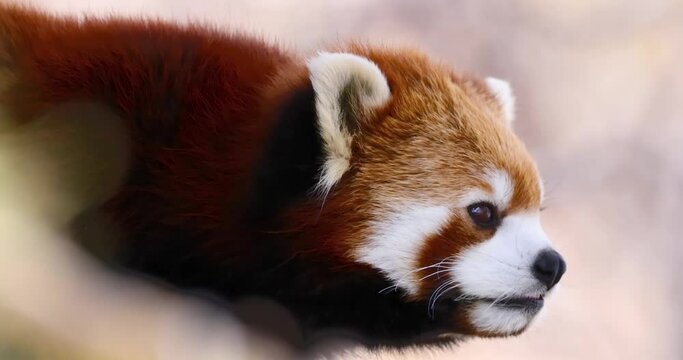Red Panda Face Images – Browse 124,079 Stock Photos, Vectors, and Video ...
