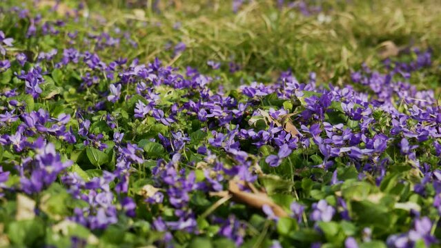 "Viola Alpina" Images – Browse 48 Stock Photos, Vectors, and Video ...