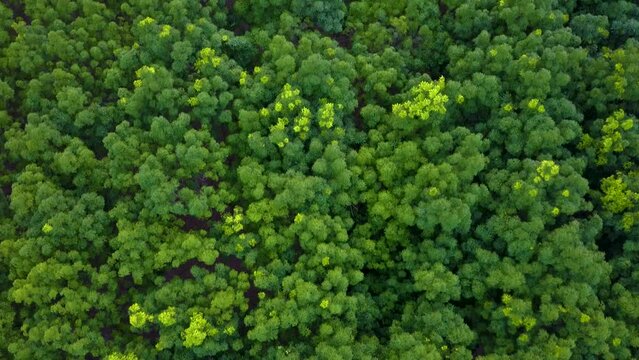"Forest Trees" bilder – Bläddra bland 39,827 stockfoton, vektorer och ...