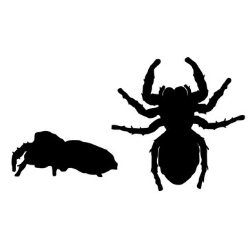 "Bold Jumping Spider" Images – Browse 61 Stock Photos, Vectors, and ...