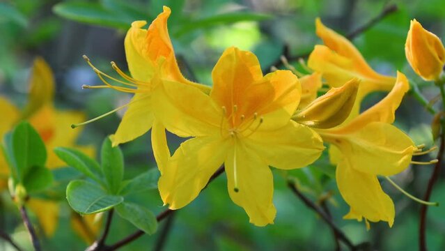 "Yellow Azalea" Images – Browse 491 Stock Photos, Vectors, and Video ...