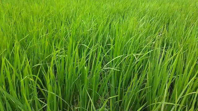 Infecundo Imagens – Procure 1,273 fotos, vetores e vídeos | Adobe Stock