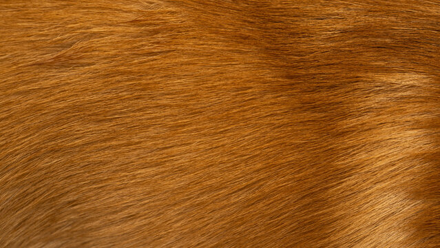 Corgi Pattern Bilder – Durchsuchen 4,809 Archivfotos, Vektorgrafiken ...