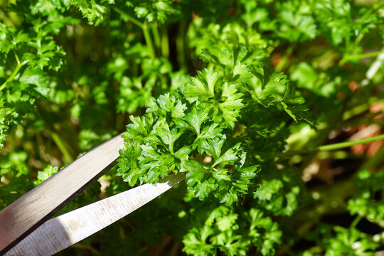 "Flat Leaf Parsley" Images – Browse 799 Stock Photos, Vectors, and ...