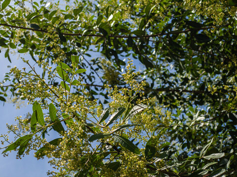 "Florida Holly" Images – Browse 1,331 Stock Photos, Vectors, and Video ...