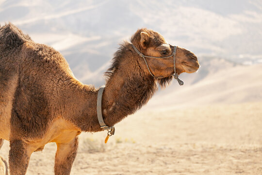 รูปภาพShutterstock – เลือกดูภาพถ่ายสต็อก เวกเตอร์ และวิดีโอ4,246 ...