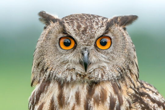 Weißgesichtseule Bilder – Durchsuchen 25,186 Archivfotos ...