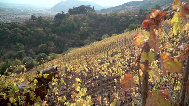 "Champ De Vigne" 影像 – 瀏覽 275 個素材庫相片、向量圖和影片 | Adobe Stock