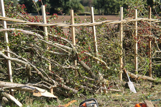 Pleach bilder – Bläddra bland 11,149 stockfoton, vektorer och videor ...